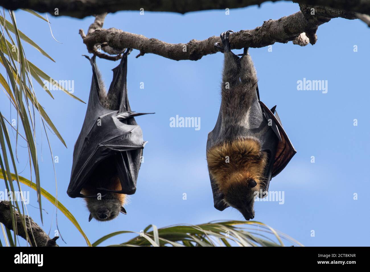 Grey-headed Flying Fox roosting in tree by day Stock Photo - Alamy