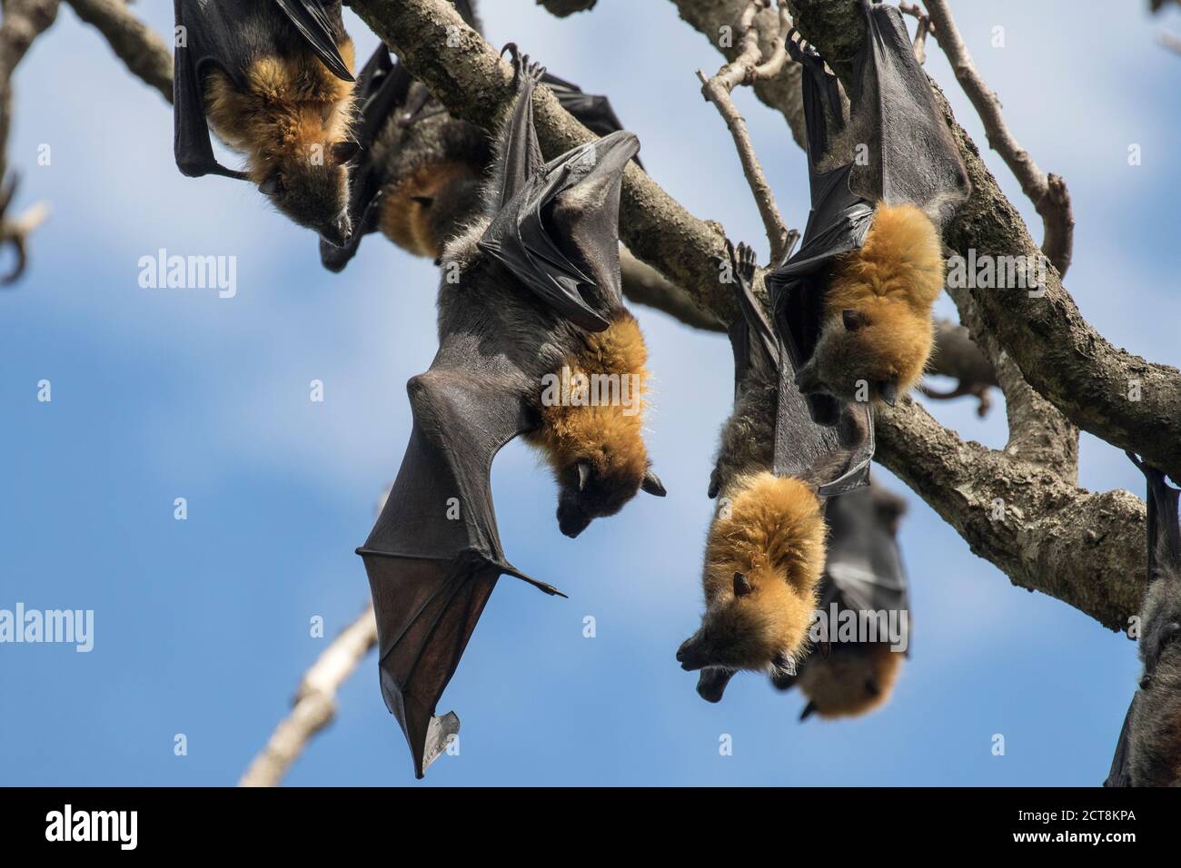 Grey flying fox hi-res stock photography and images - Alamy