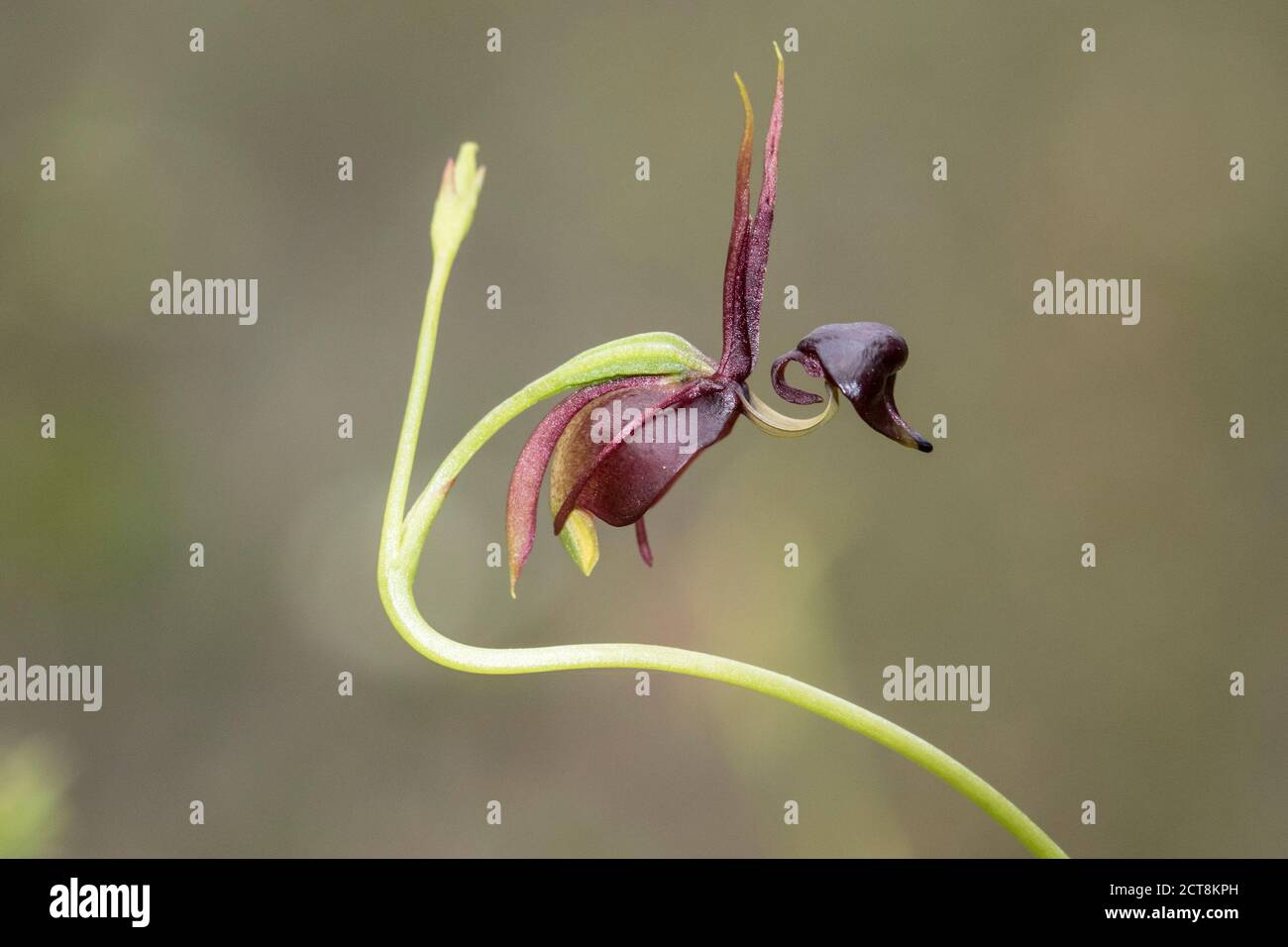 Flying Duck Orchid with green background Stock Photo - Alamy