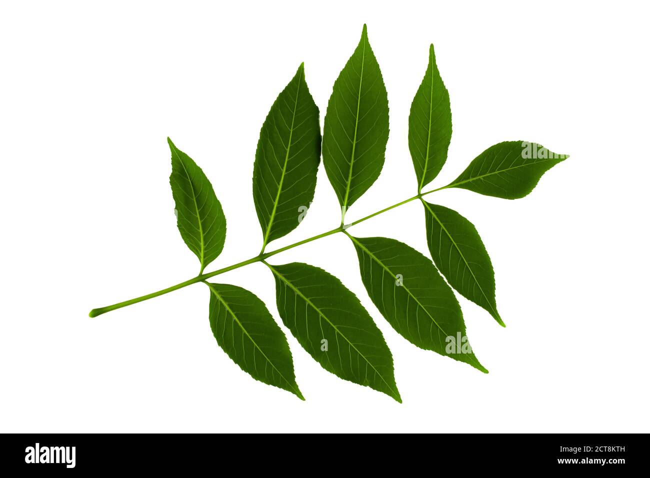 inflorescence of green leaves of ash tree isolated on white background ...