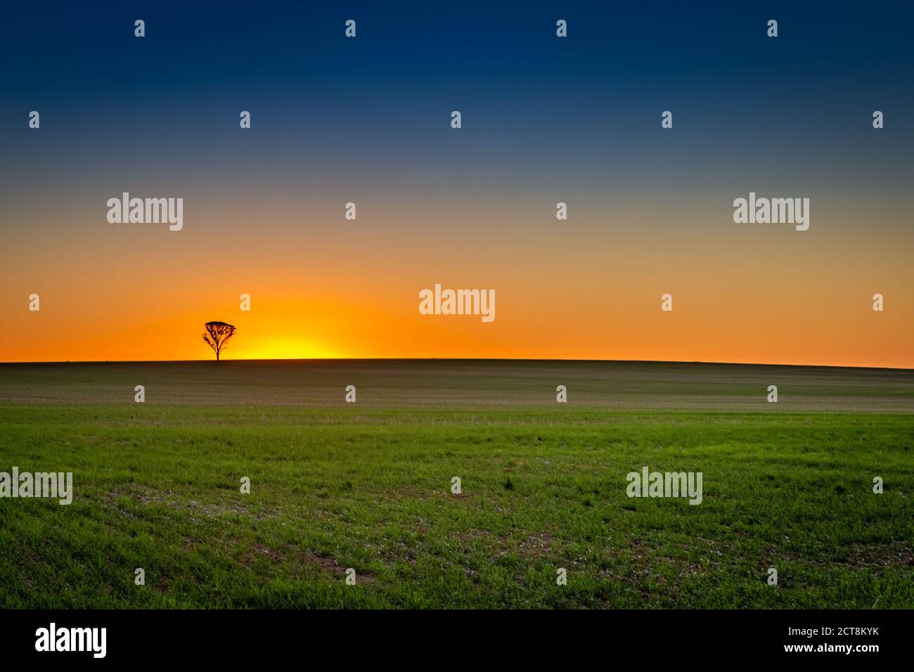 Grain fields single tree hi-res stock photography and images - Alamy