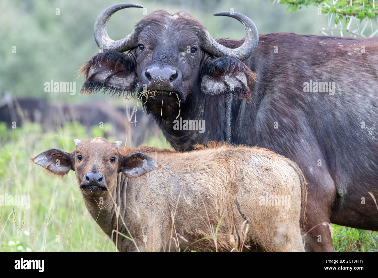 African buffalo (Syncerus caffer) and calf in Kenya Stock Photo - Alamy