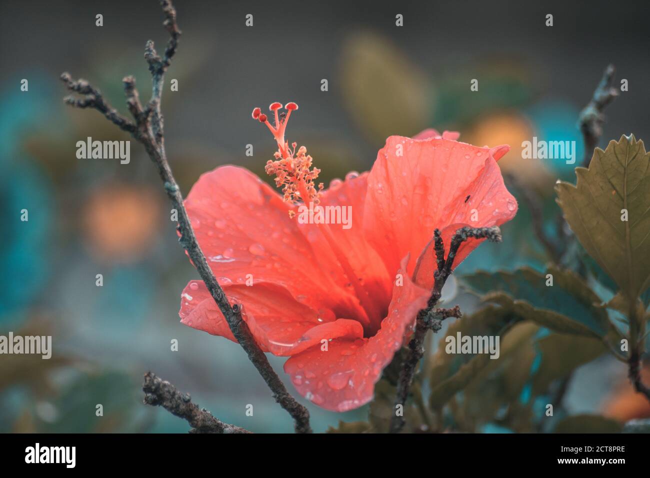 Hibuscus Rosa Sinensis High Resolution Stock Photography and Images - Alamy