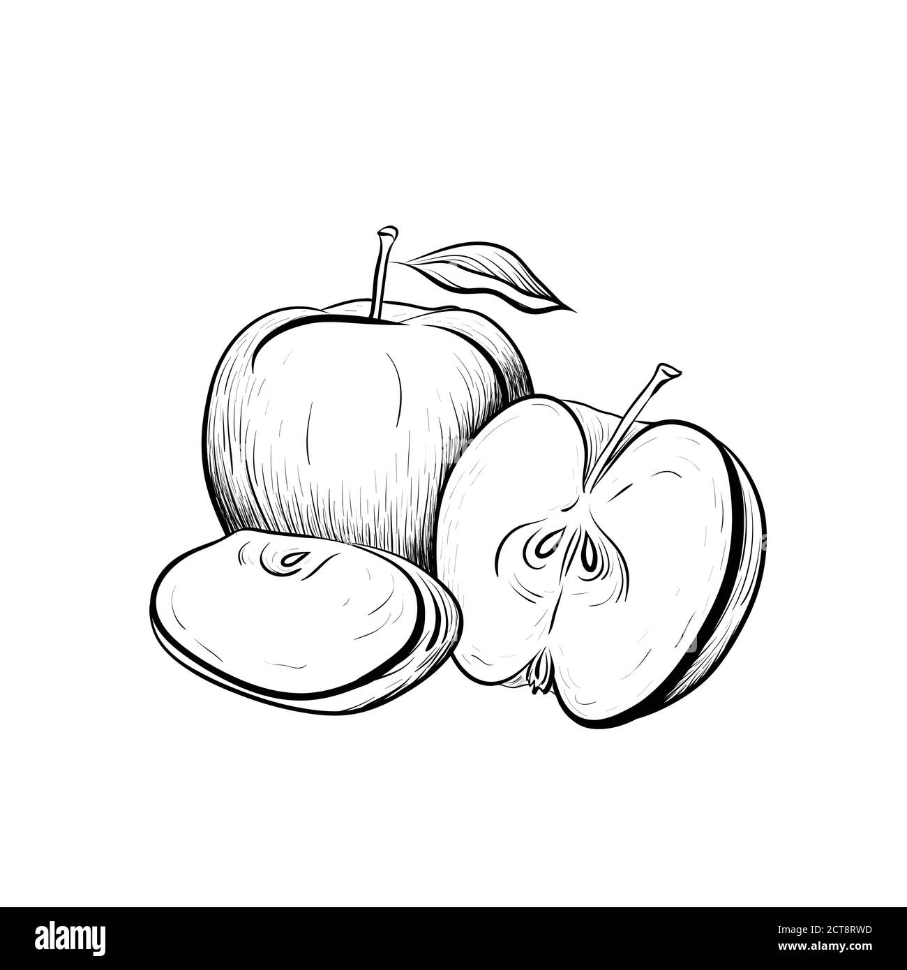 Black and white engraved illustration of apples. Hatched drawing ...