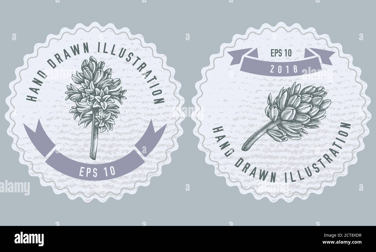 Monochrome labels design with illustration of hyacinth Stock Vector ...