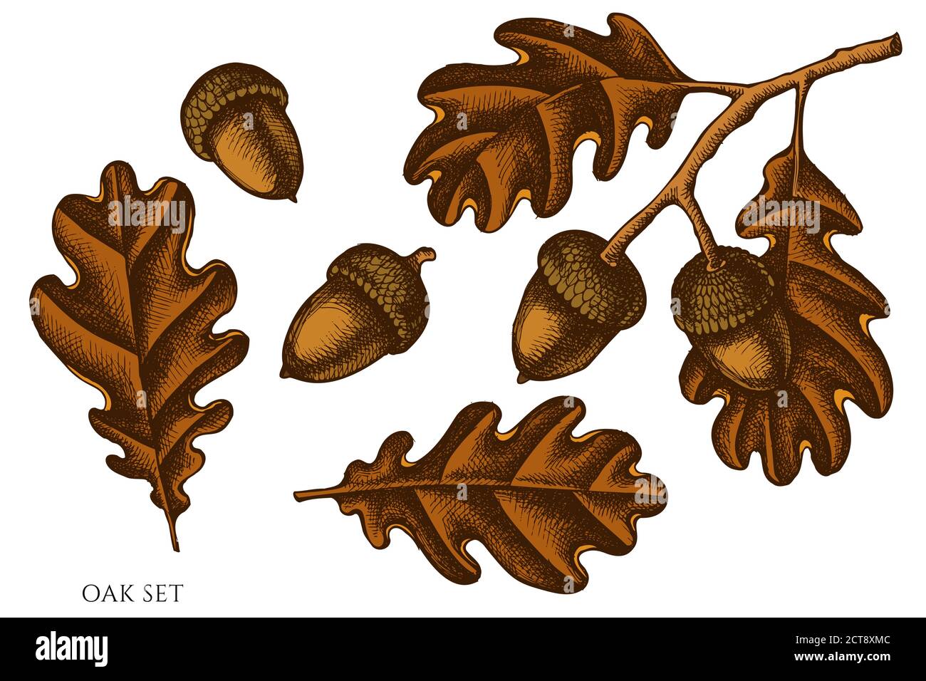 Vector set of hand drawn colored oak stock illustration Stock Vector ...