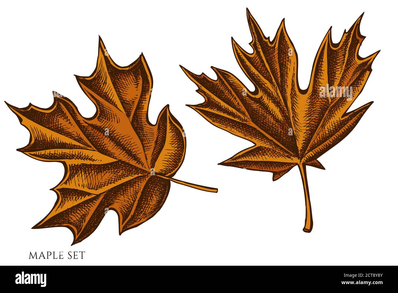 Vector set of hand drawn colored maple stock illustration Stock Vector ...