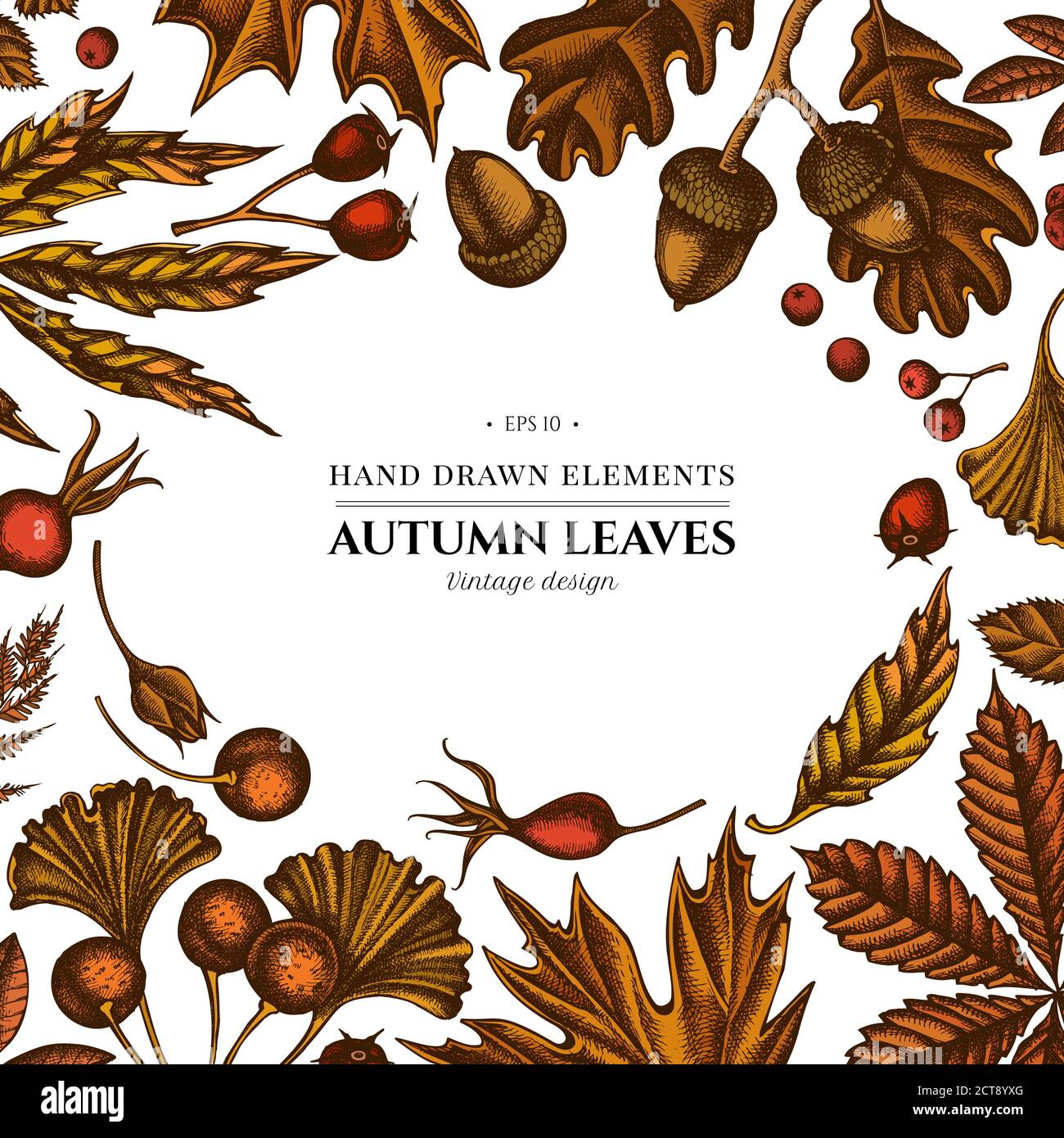 Colored elements design with fern, dog rose, rowan, ginkgo, maple, oak ...