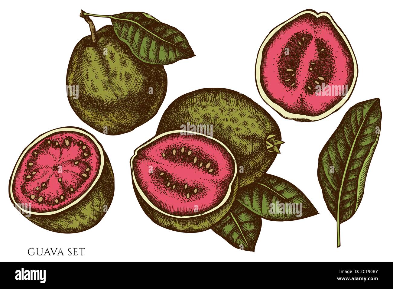 Vector set of hand drawn colored guava Stock Vector Image & Art - Alamy