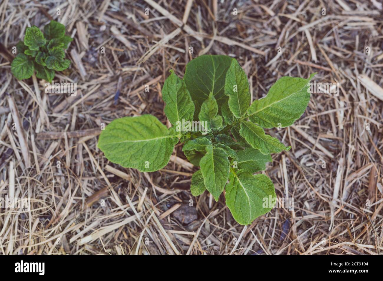 potato plant outdoor in sunny vegetable garden shot at shallow depth of ...