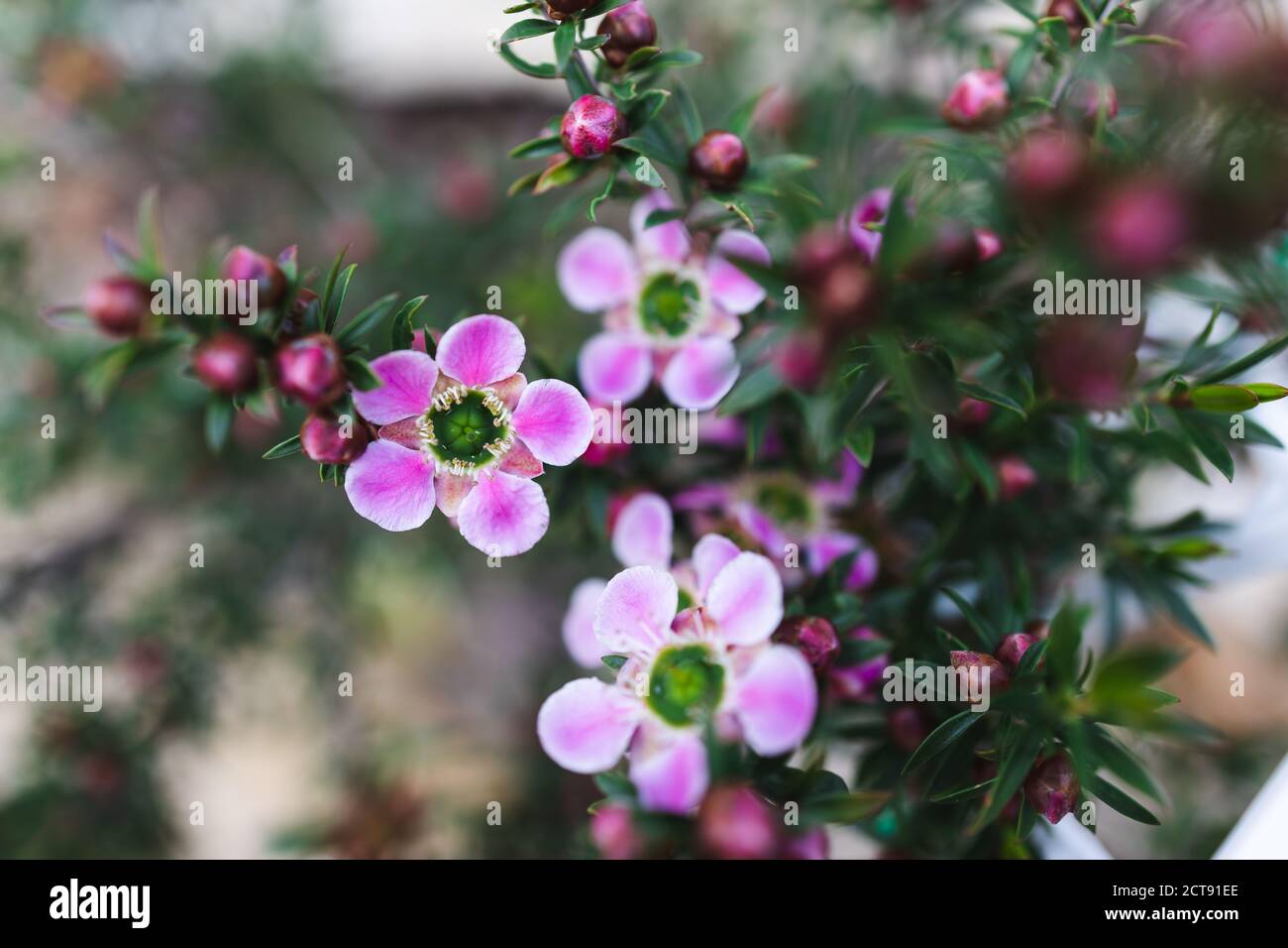 Native australian tea tree plant hi-res stock photography and images ...