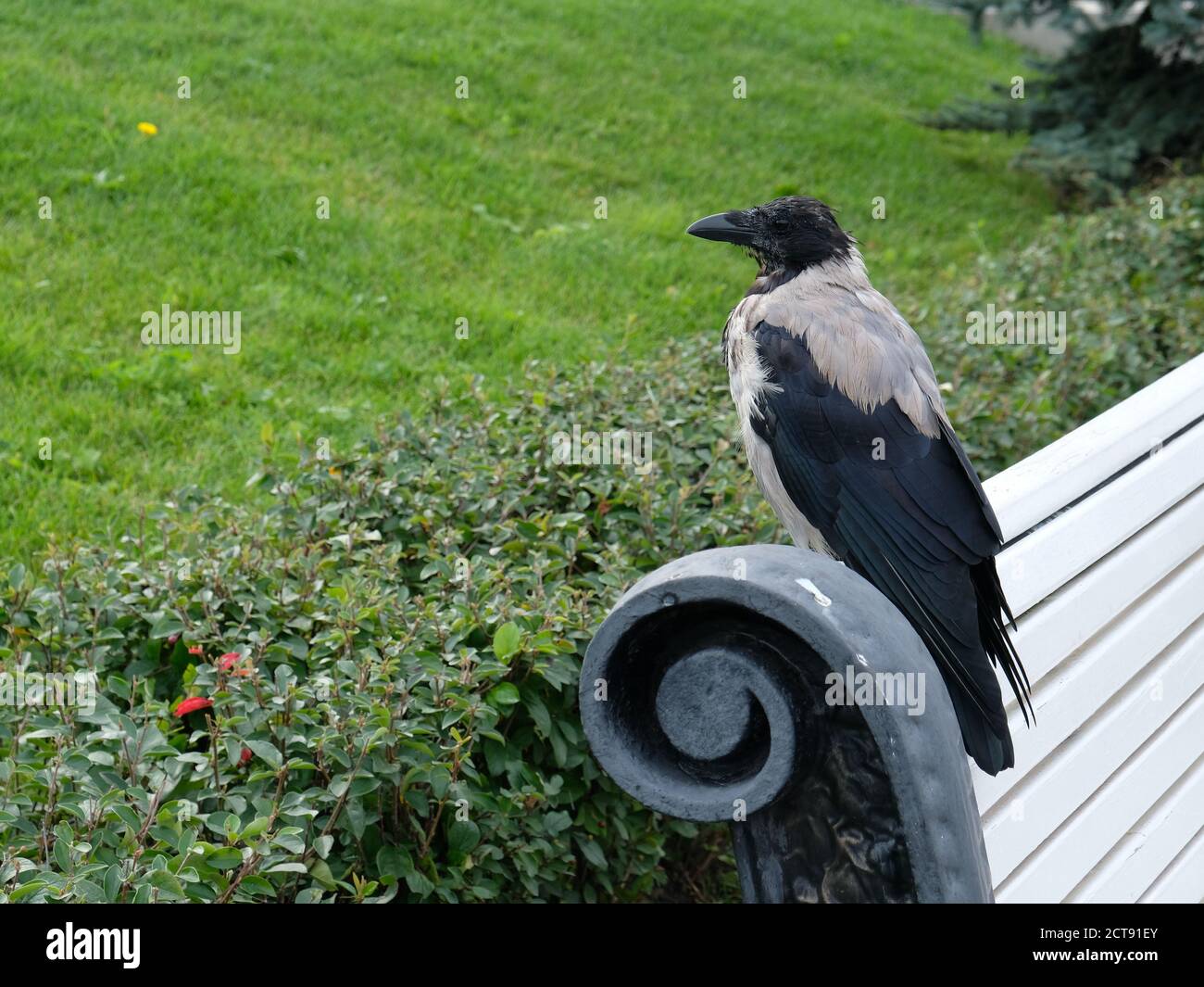 Big Crow High Resolution Stock Photography and Images - Alamy