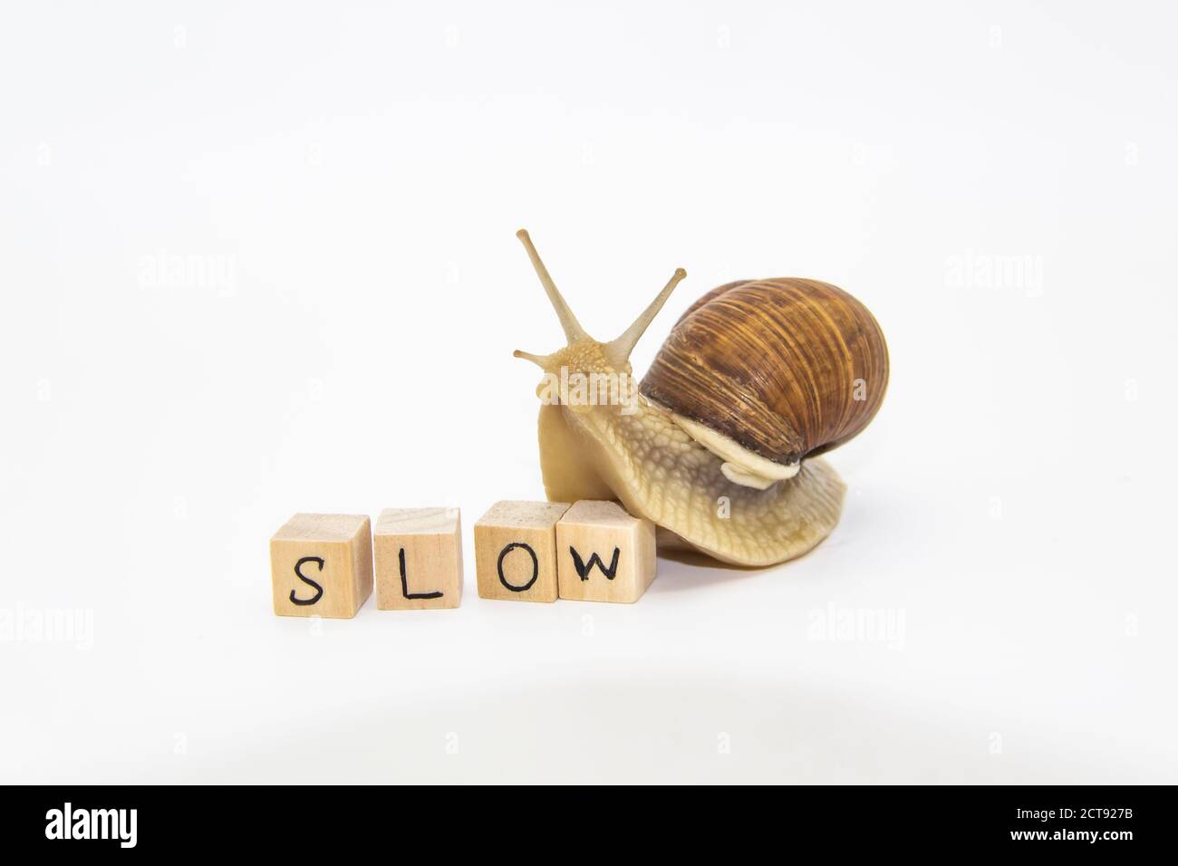 Beautiful grape snail move to wooden cubes. On cubes written word SLOW ...