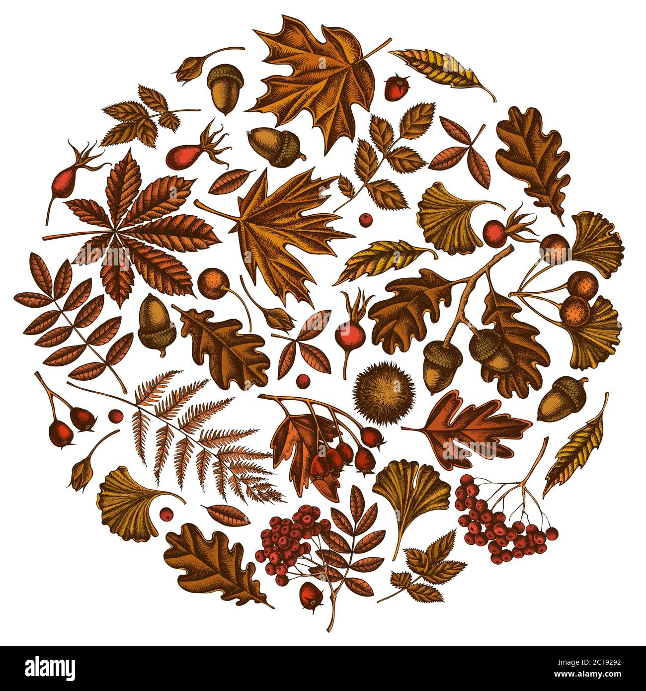 Horse chestnut botanical illustration Stock Vector Images - Alamy