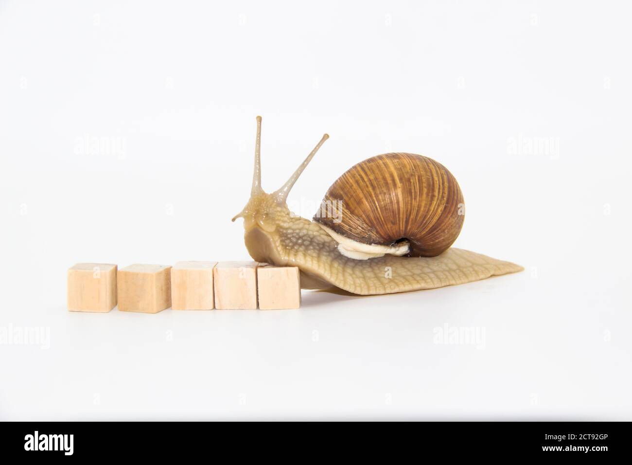 Beautiful grape hi-res stock photography and images - Alamy