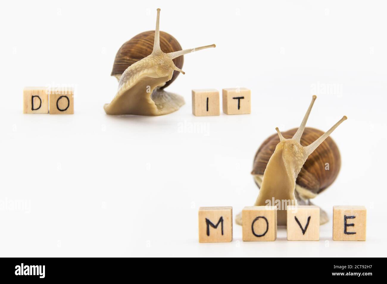 How snails move Cut Out Stock Images & Pictures - Alamy