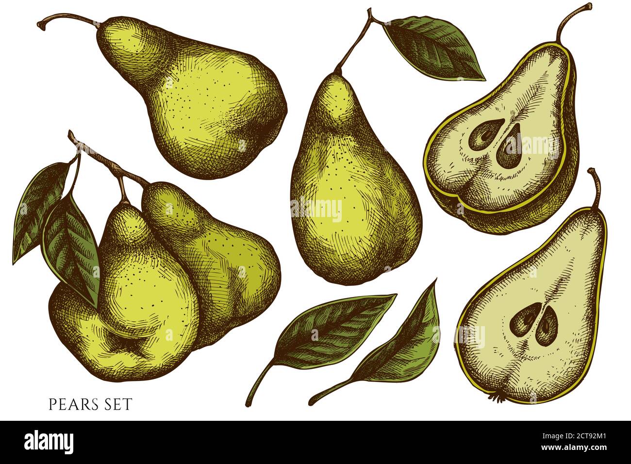 Vector set of hand drawn colored pears Stock Vector Image & Art - Alamy