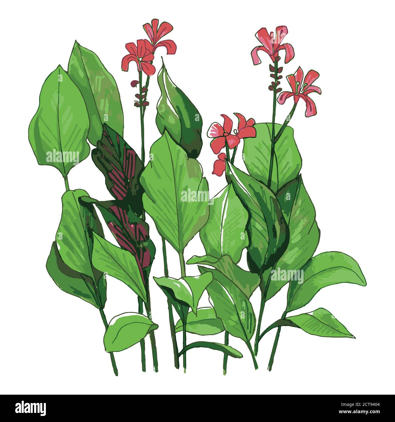 Canna Leaf High Resolution Stock Photography and Images - Alamy