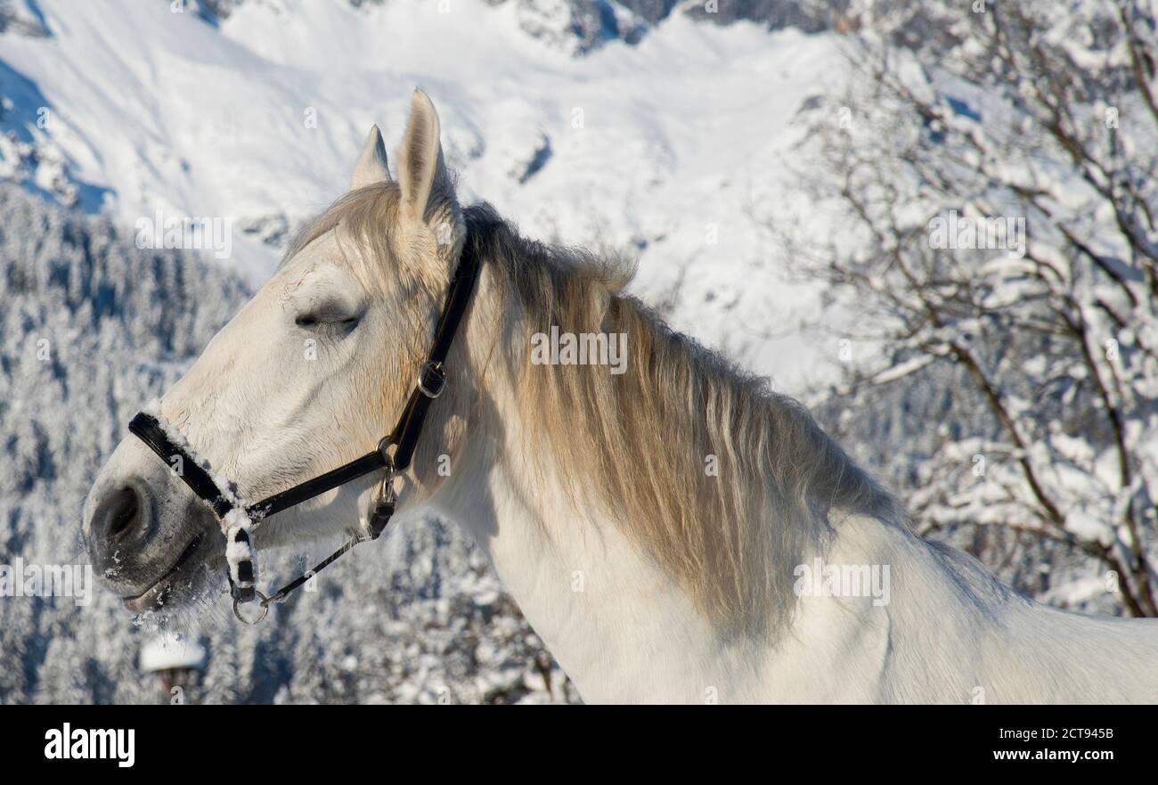 Lipizzaner horse hi-res stock photography and images - Alamy