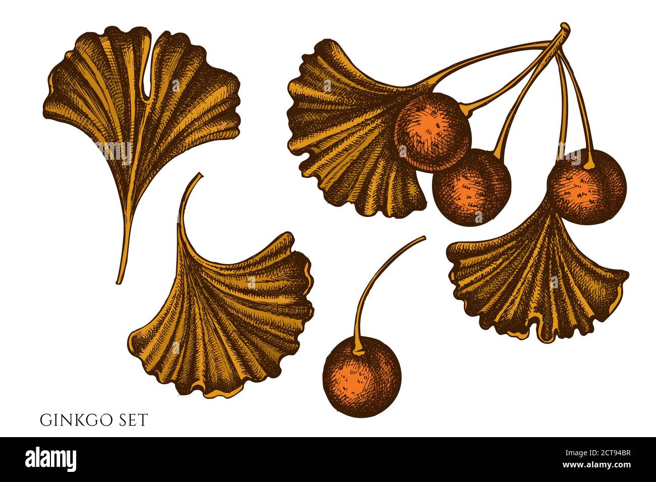 Vector set of hand drawn colored ginkgo stock illustration Stock Vector ...