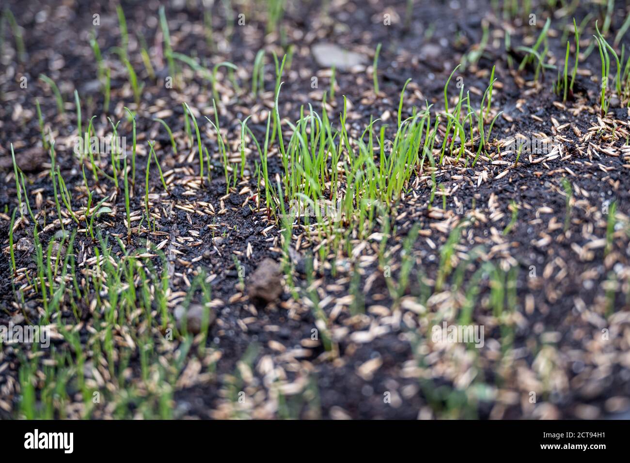 Fresh green spring gras closeup Lawn grass sprouting, sowing crops and ...