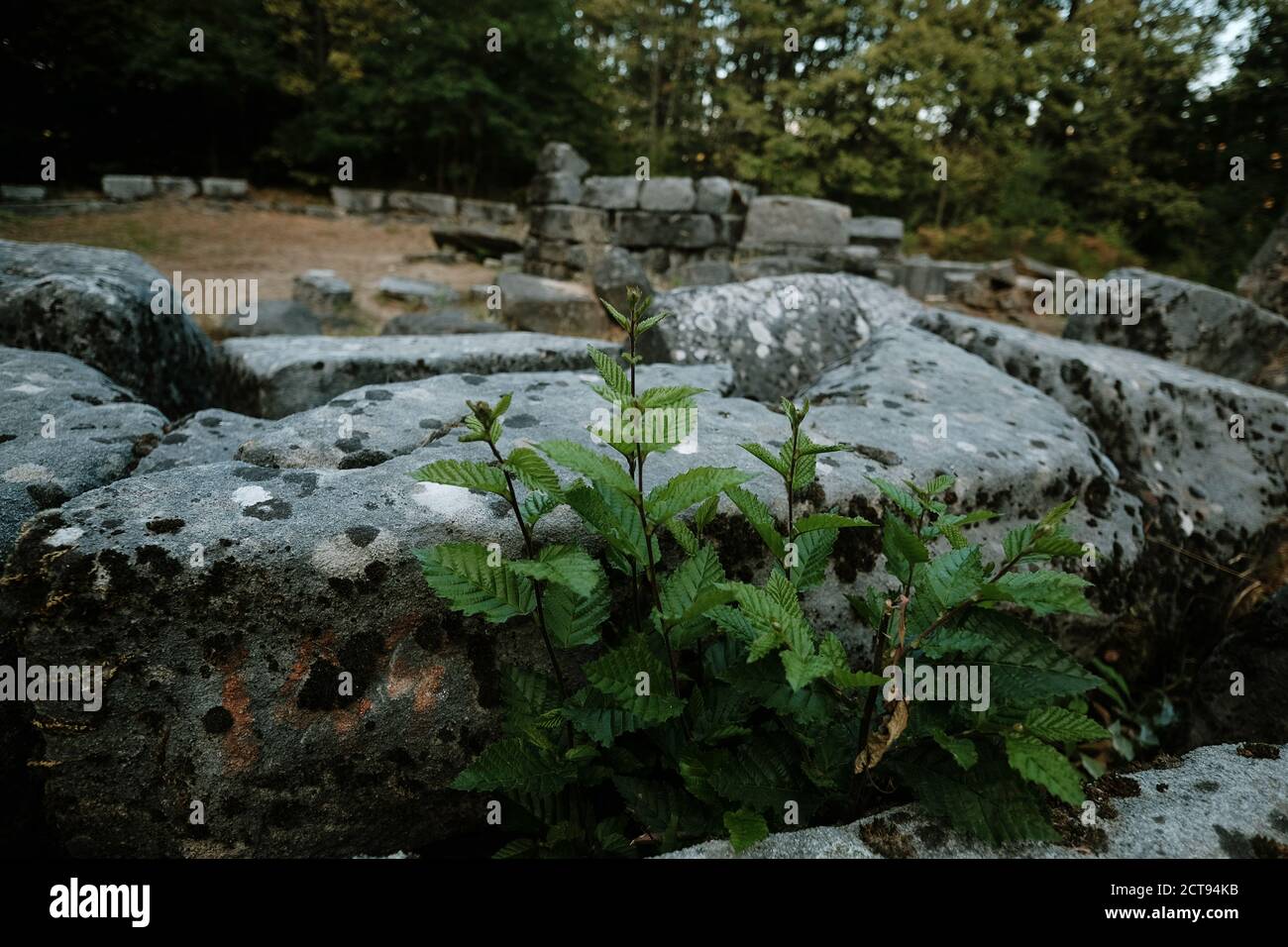 Mystical strandzha hi-res stock photography and images - Alamy