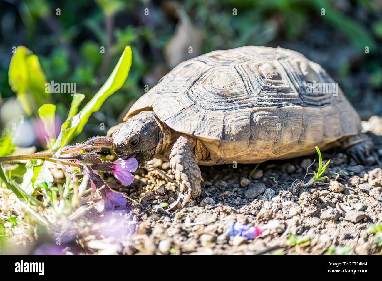 Turtle head flower hi-res stock photography and images - Alamy