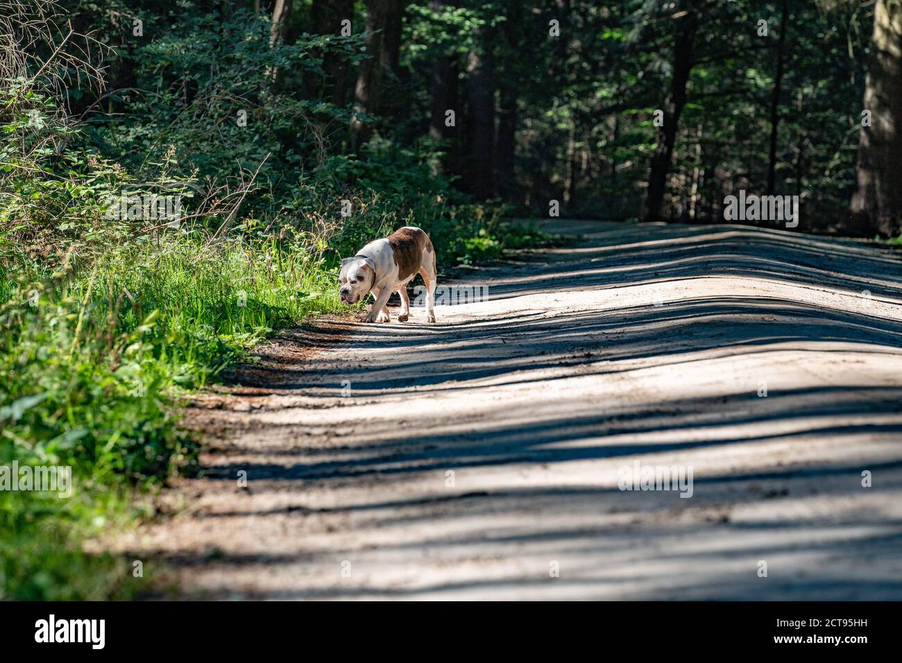 Old English Bulldog, 11 years old, walking one dirt road in a natural ...