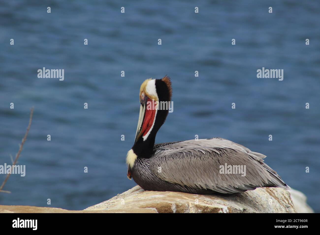 Pelican Resting High Resolution Stock Photography and Images - Alamy