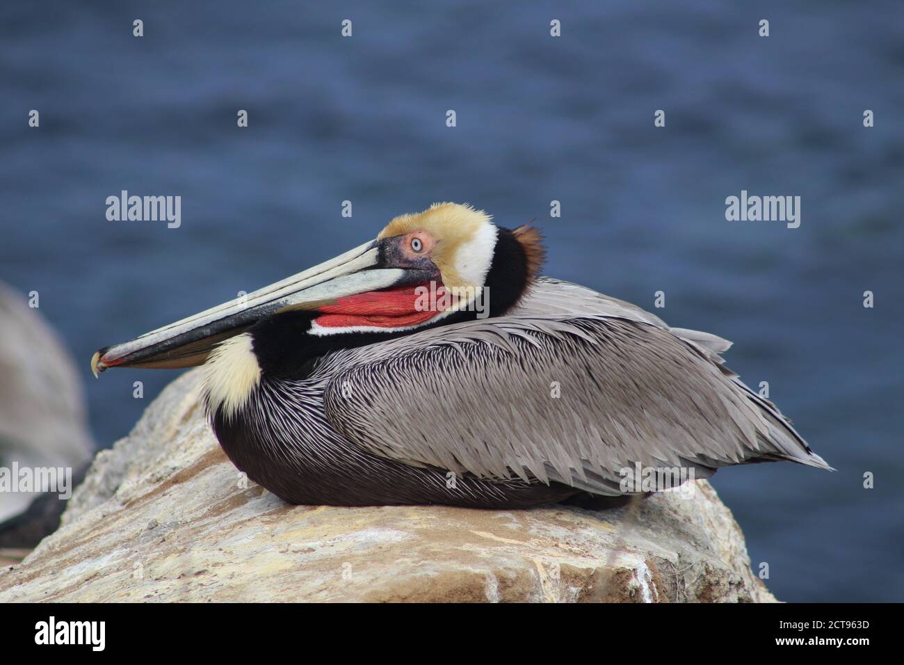 Pelican Resting High Resolution Stock Photography and Images - Alamy