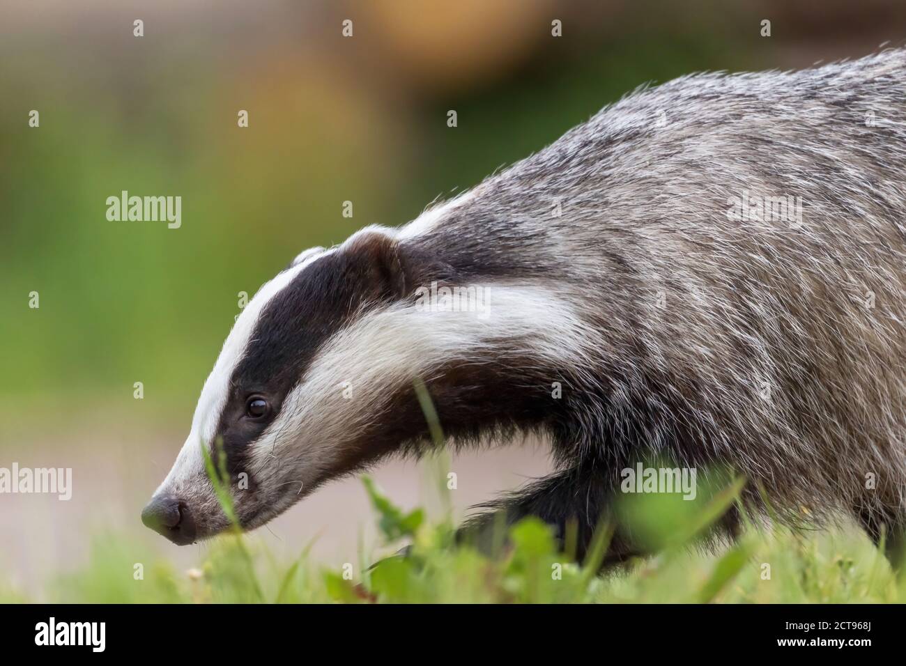 Side view of walking European Badger in the forest, animal in nature ...