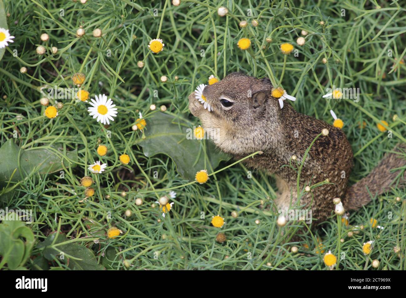 A charming squirrel among vibrant wildflowers, sniffing and eating a ...