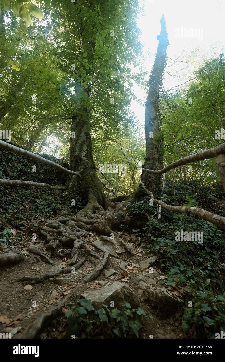 Strandzha mountain, Bulgaria Stock Photo - Alamy