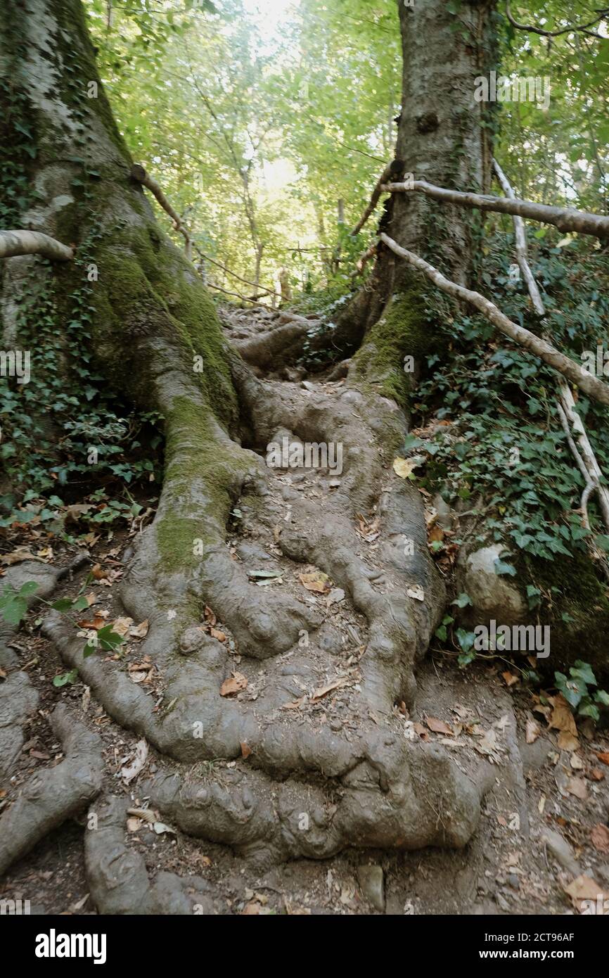 Strandzha mountain, Bulgaria Stock Photo - Alamy