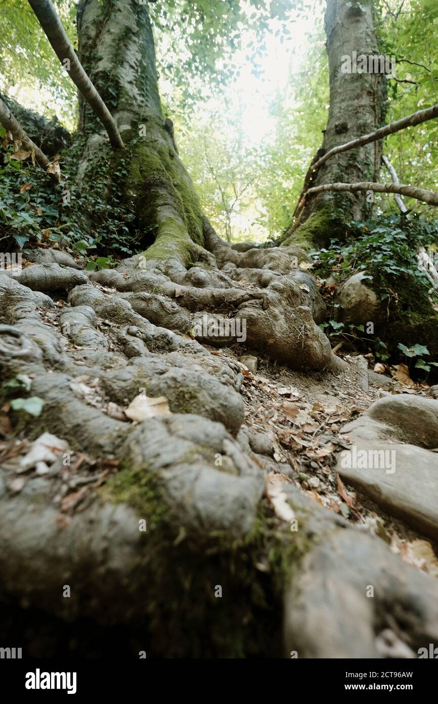 Rock consecration in strandzha hi-res stock photography and images - Alamy