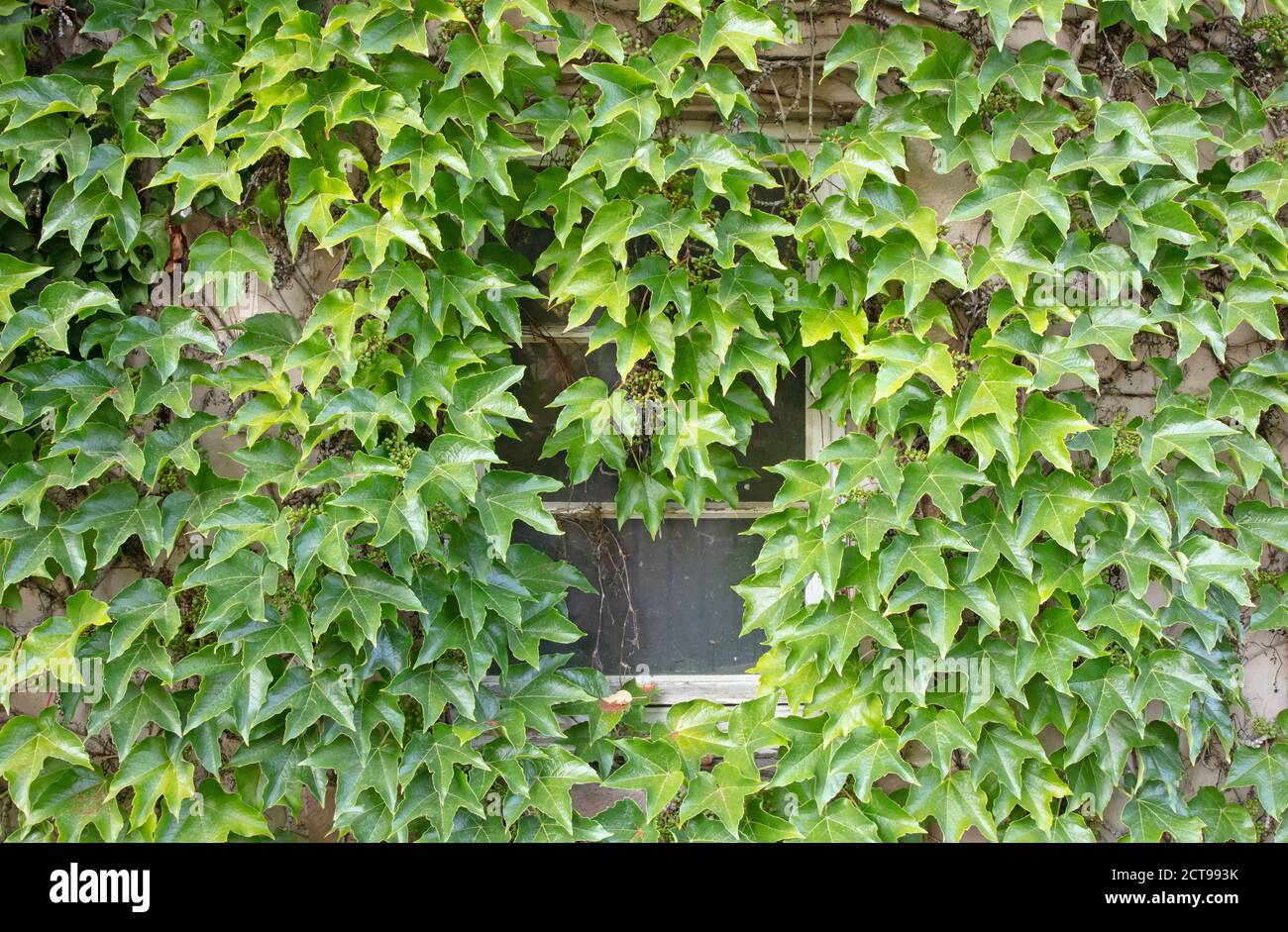 Ivy growing around a window, in need of some maintenance Stock Photo ...