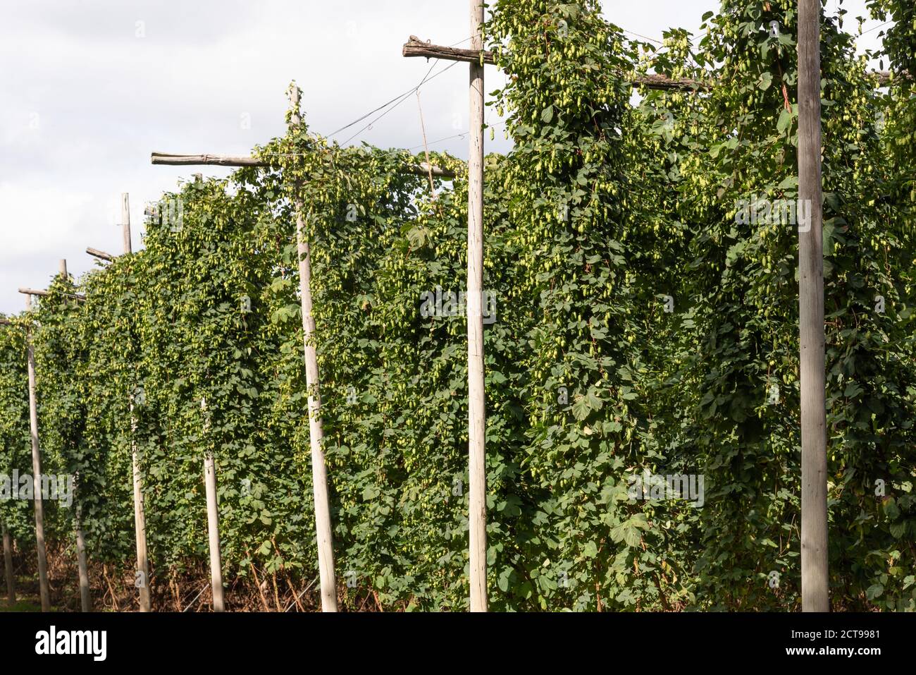 Hop field, kent hi-res stock photography and images - Alamy