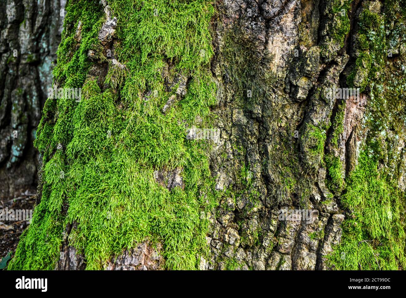 Green moss in the forest at the bottom of the tree trunk. Nature ...