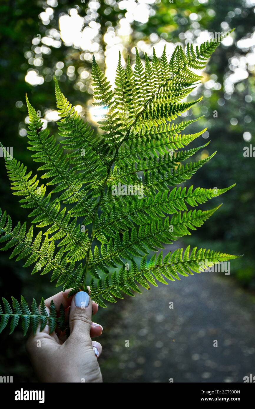 Vertical shot of female's hand holding a fern plant in the forest ...