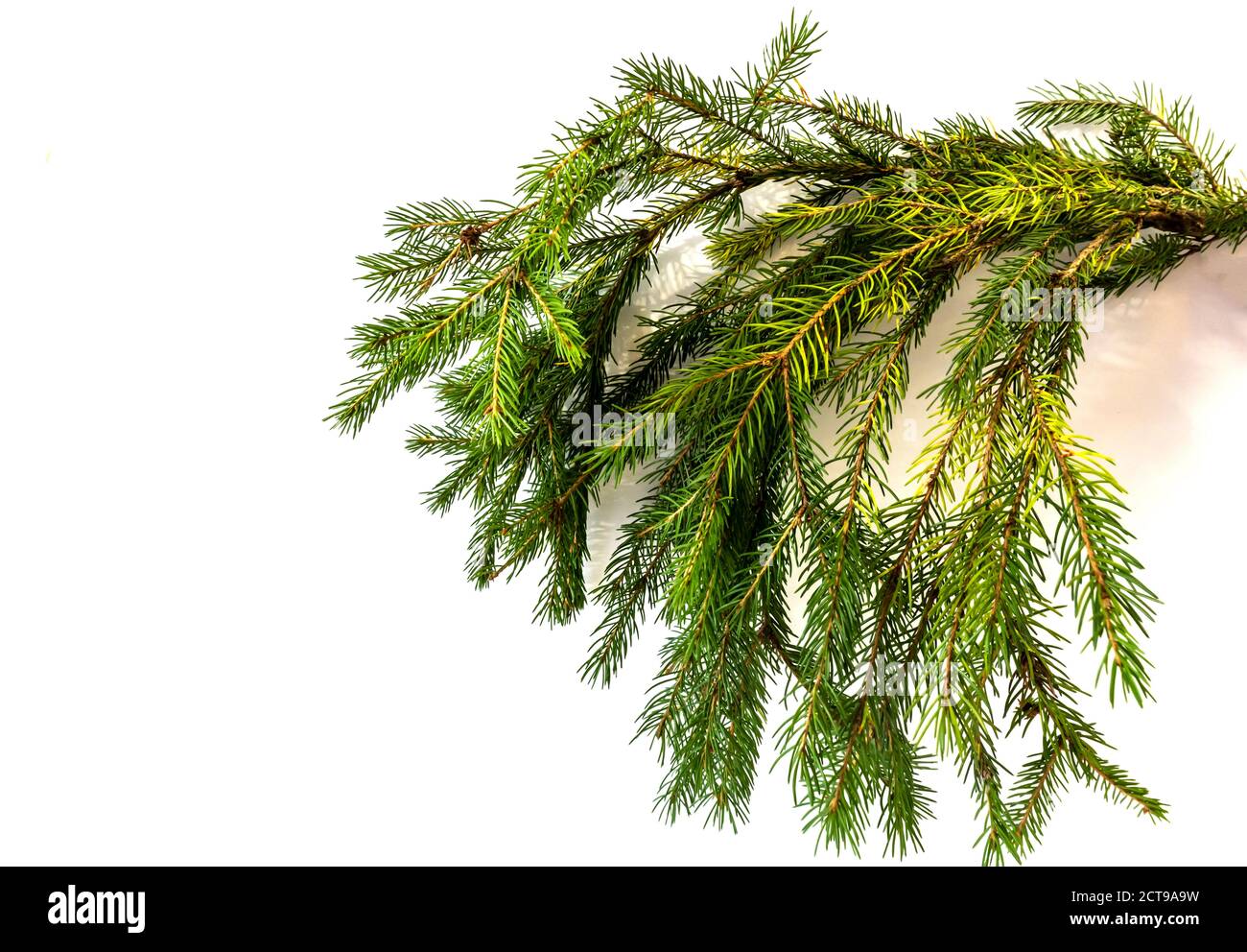Christmas tree branch, isolate, design element for christmas Stock ...