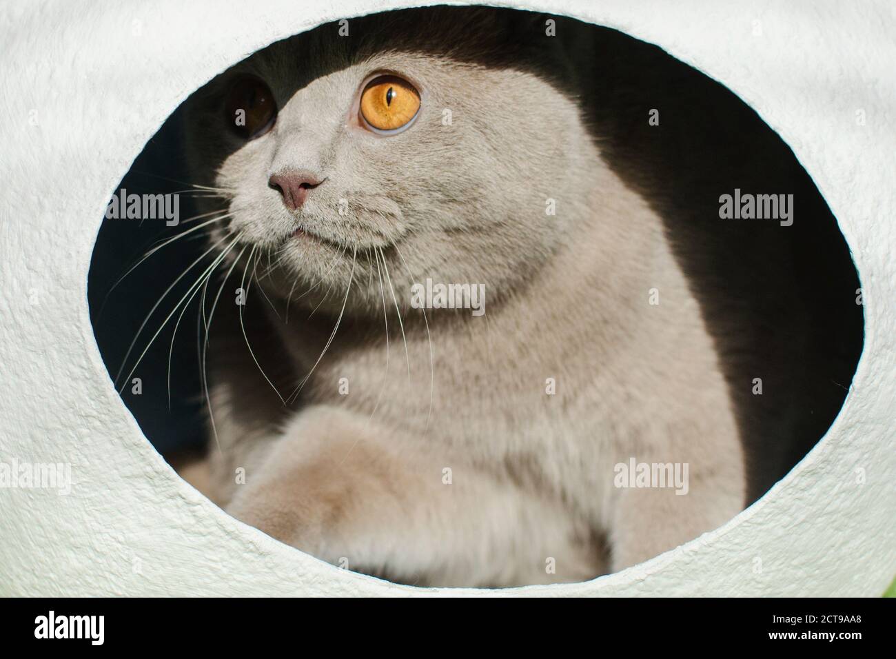 British cat in white sphere house close up Stock Photo - Alamy