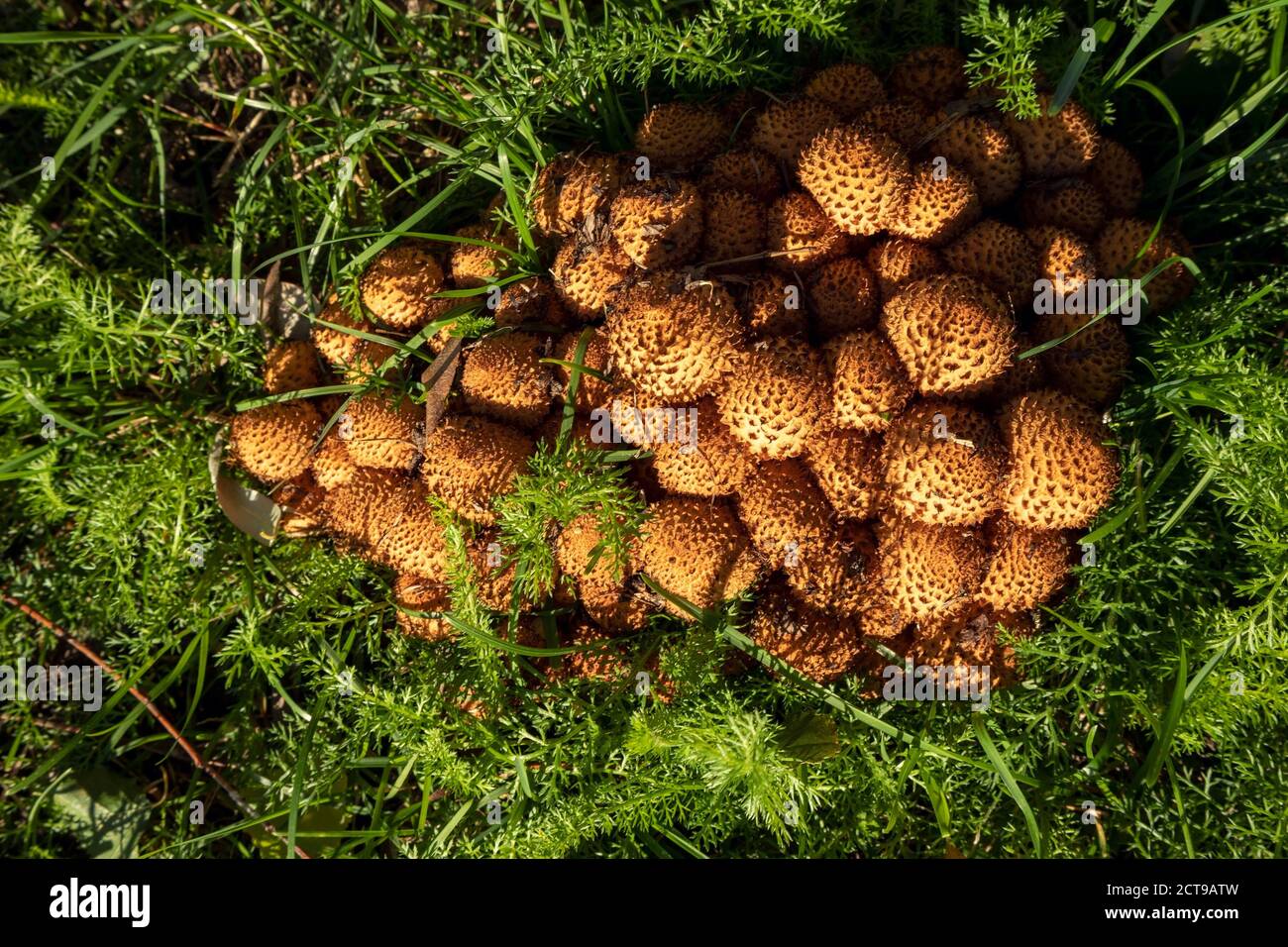 Group of Armillaria mushroom growing Stock Photo - Alamy