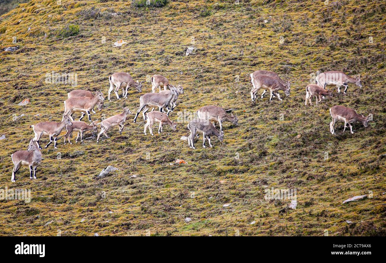 Thanks to the ecological construction,various of wild animals live on ...