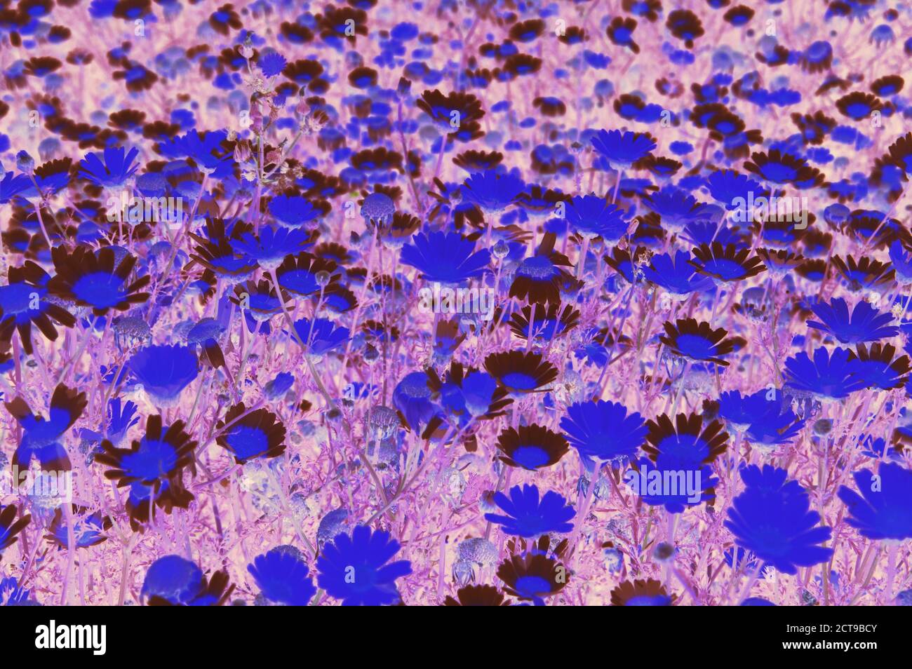 Daisy flowers meadow. Selective focus. Toned photo. Negative color ...