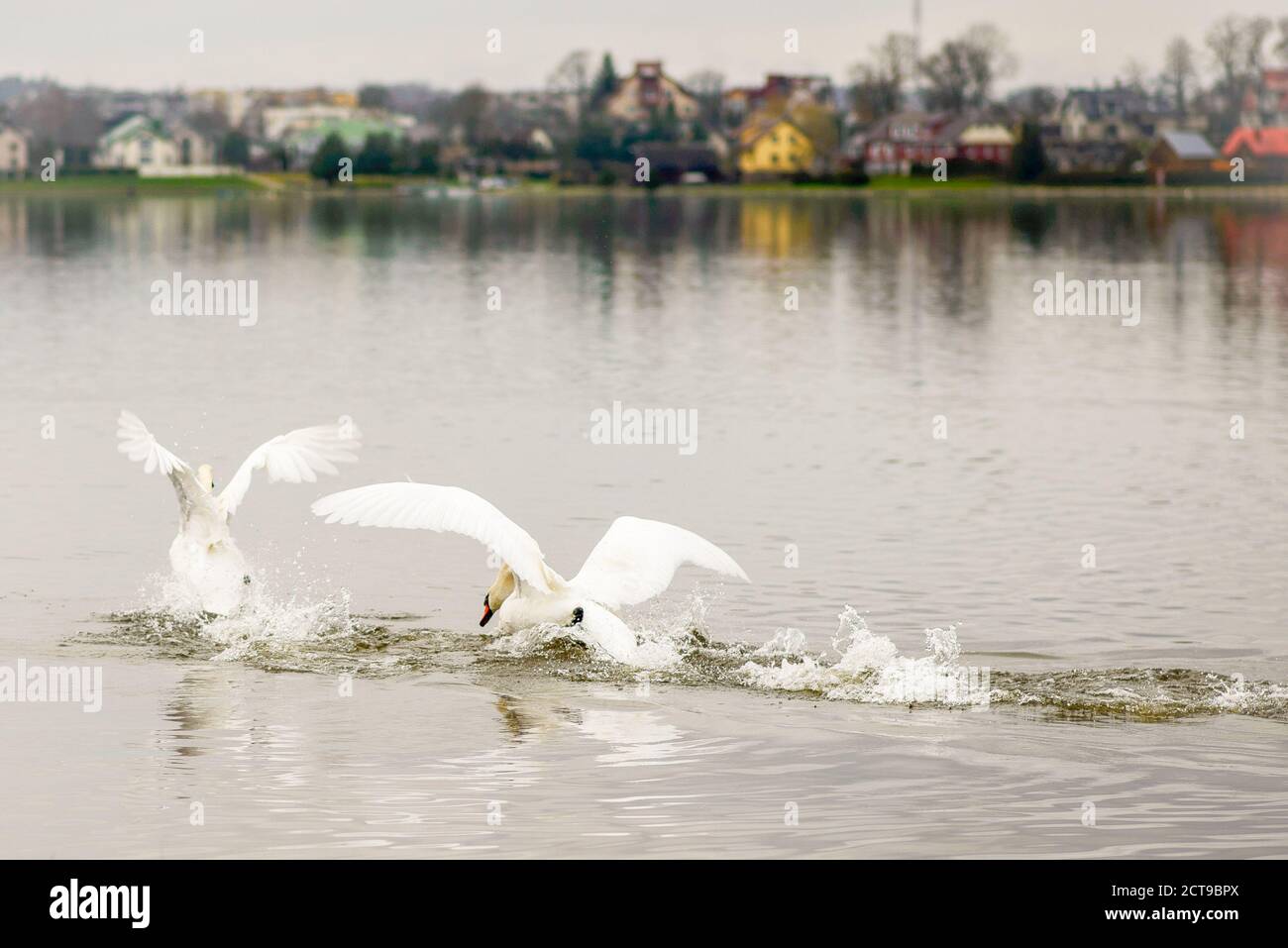 Swans catch each other.Swans swimming on the water Stock Photo - Alamy