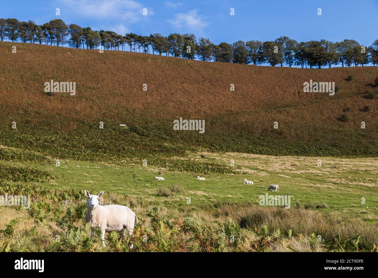 Dotted with sheep hi-res stock photography and images - Alamy
