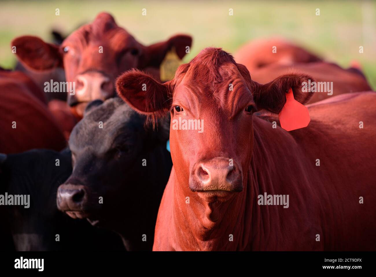 Cattle farming, breeding, milk and meat production concept Stock Photo ...