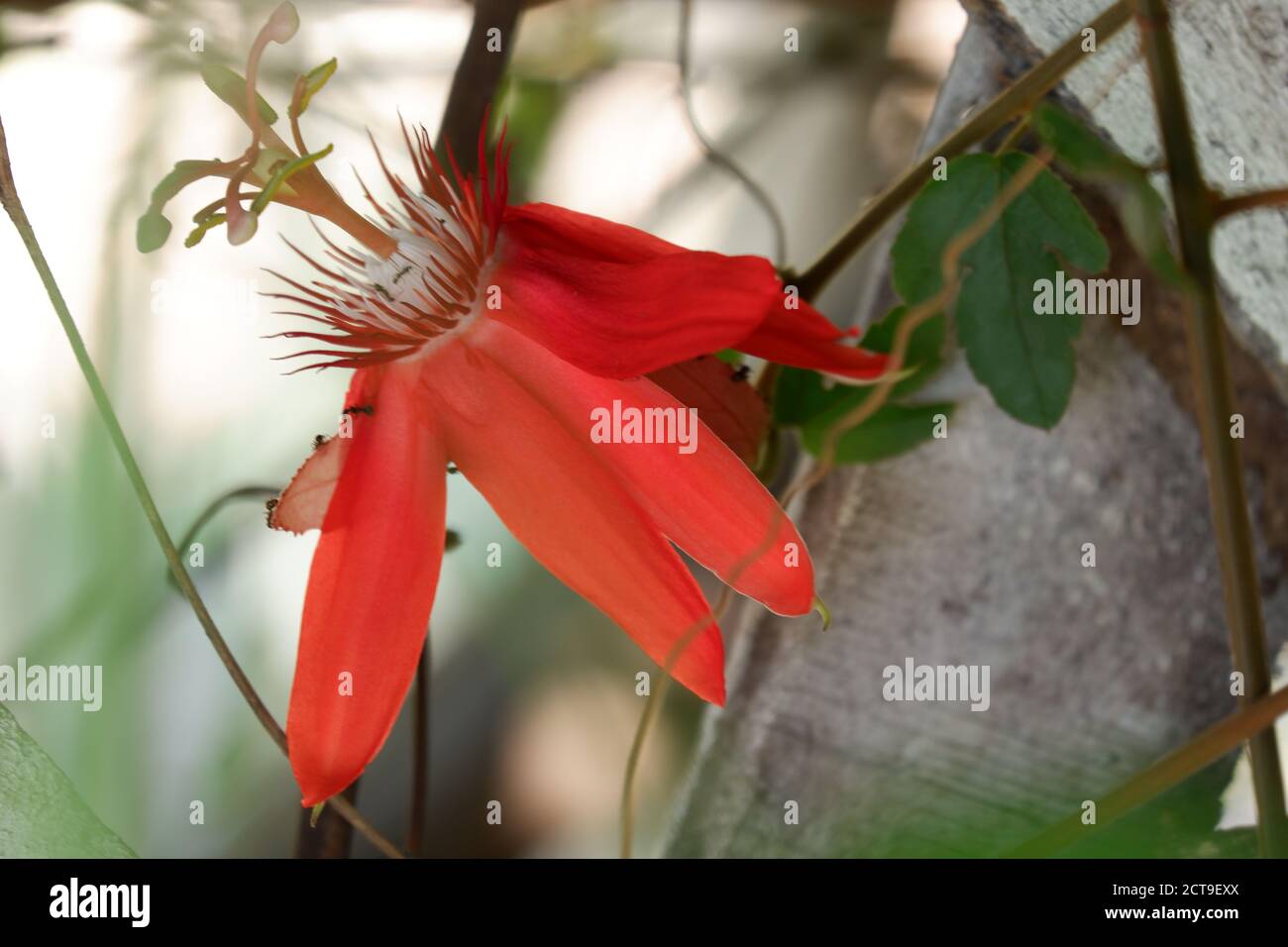 Passiflora coccinea hi-res stock photography and images - Alamy