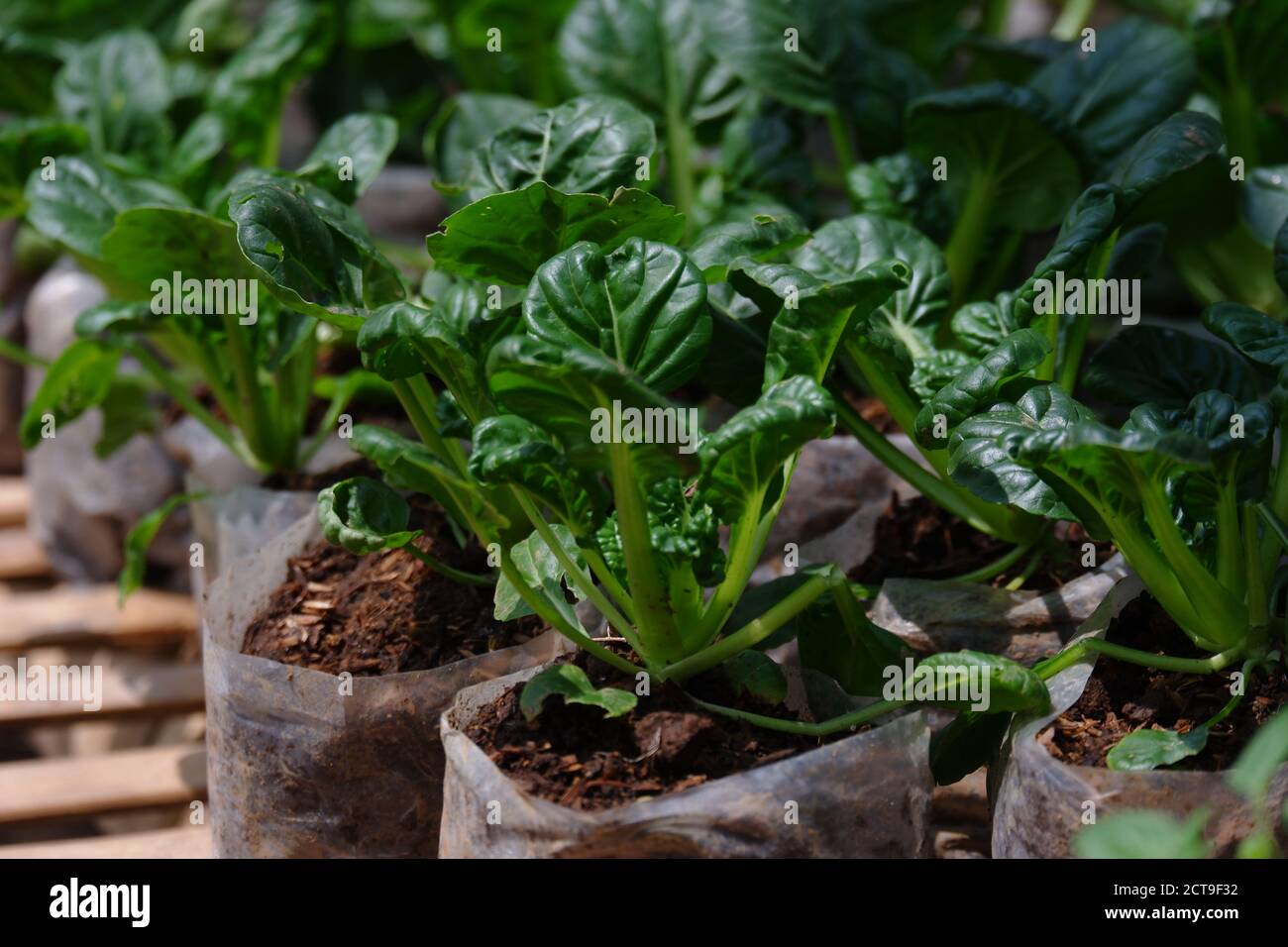 Sawi Pagoda / Ta Ke Chai / Tatsoi. This Mustard Pagoda comes from China ...