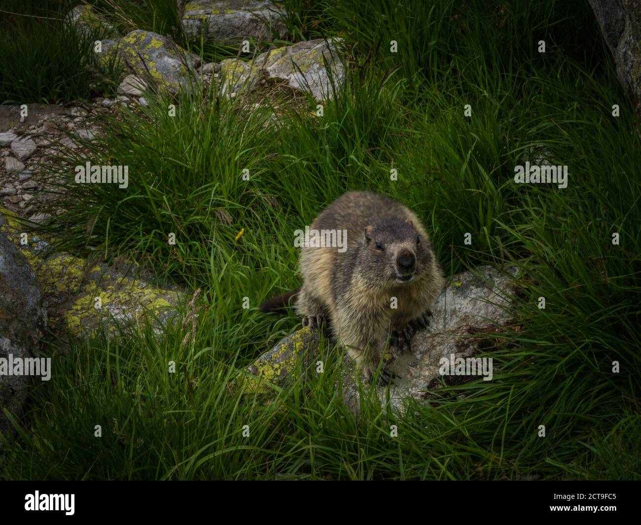 Wild animals alps hi-res stock photography and images - Alamy
